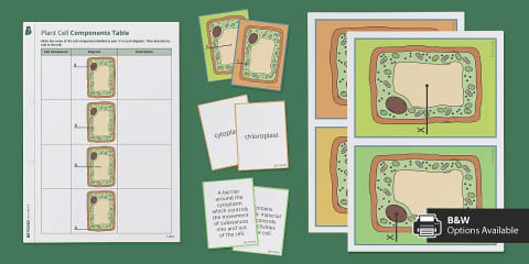 Differentiated Labelling a Plant Cell Activity