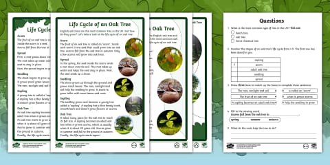 Little Acorns Word Search