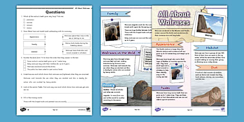 KS2 Walrus Fact File