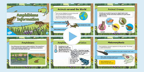 Amphibians Fact File and Quiz - Twinkl - KS1
