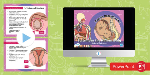 Human Reproduction System and Puberty PowerPoint