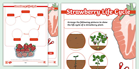 Strawberry Plant Life Cycle PowerPoint