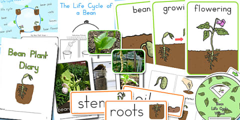 Bean Plant Labelling Worksheet