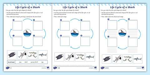 Early Childhood Shark Life Cycle Cut and Paste Worksheet