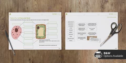 Differentiated Labelling a Plant Cell Activity