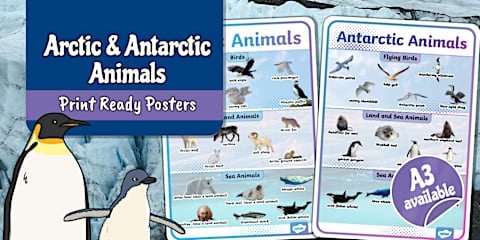 Retrieval Practice: Science: Animals Including Humans: Year 4 ...