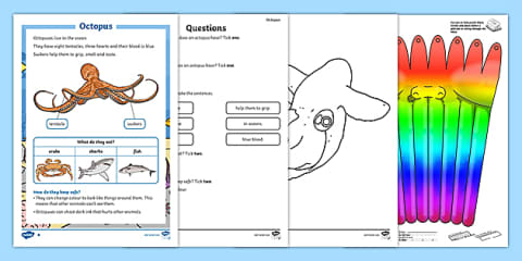 Octopus Writing Template
