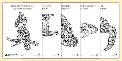 NRL Colouring Pages | Rugby Players | Primary Resource