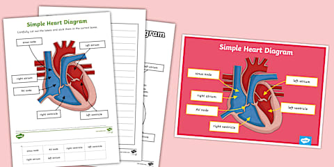 Label the Human Heart Worksheet