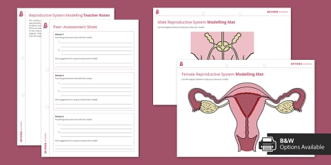 Year 7 - Year 10 Science Human Reproductive System Display Posters