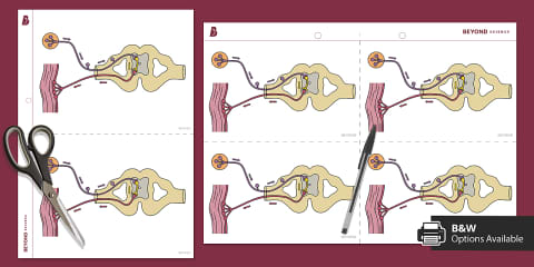 Human Body: Lobes of the Brain Labelling Activity