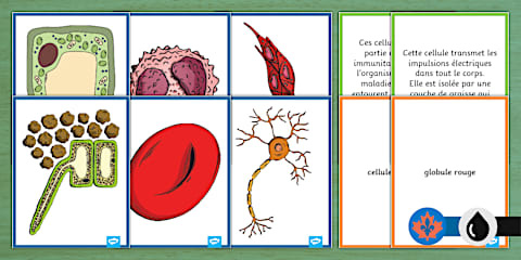 Animal Cell Labeling Worksheet French
