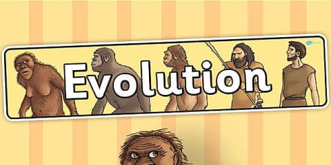 Human Evolution Display Cut Outs - human, evolution, display