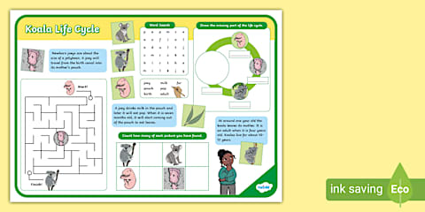 Life Cycle of a Koala Display Poster