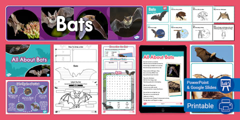 Label the Bat Differentiated Worksheet for K-2nd Grade