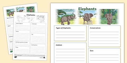 10 Facts about Elephants Display Poster