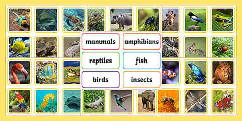 Animal Groups | Animal Classification Introduction Activity