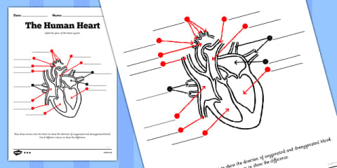 The Human Heart Cardiovascular System Labelling Worksheet
