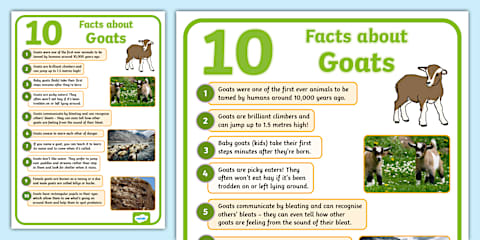EYFS All About Goats Fact Files