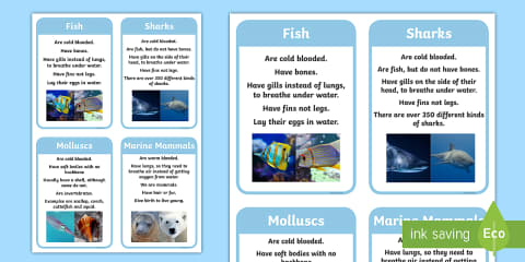 Sea Creature Fact PowerPoint