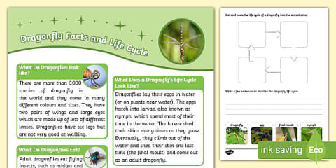 Dragonfly Life Cycle Poster