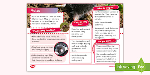 KS1 Moles Question Cards