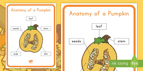 Pumpkin Word Mat - Twinkl English Vocabulary