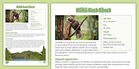 Kākāpō Fact Sheet - New Zealand Endemic Birds