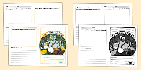 Kindergarten Chick Hatching Sequence and Write Worksheet