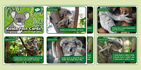 Koalas Fact Sheet - Information Report - Facts about Koalas