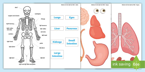 Build a Human Skeleton