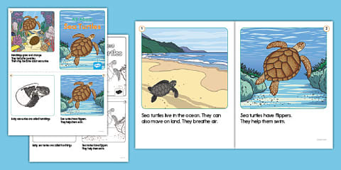 Sea Turtle Life Cycle Growth Posters | Twinkl