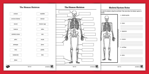 The Skeletal System Graphic Organizer for 6th-8th Grade