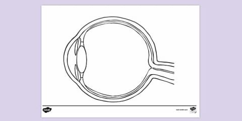 Parts of the Eye Cut and Paste Worksheet for K-2nd Grade