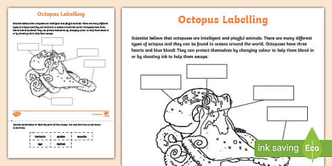 Octopus Fact File Template
