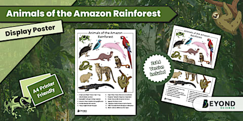 Amazon Rainforest: Animal Adaptations PowerPoint Pack
