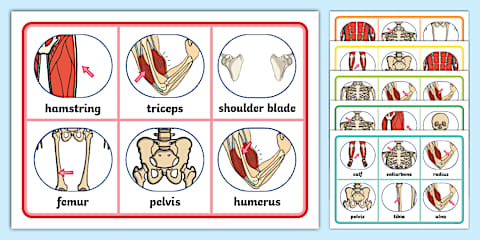 Human Body Muscles Diagram Activity Pack