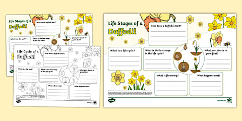Daffodil Life Cycle Display Poster