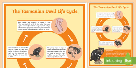 Life Cycle of a Wombat Display Poster | Australian Animals