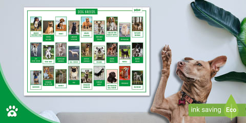 Dog Bone Counting Game - EYLF Maths