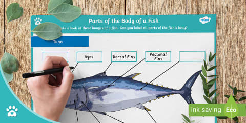 Fish Drawing with Labels (Under the Sea) Labelling Activity