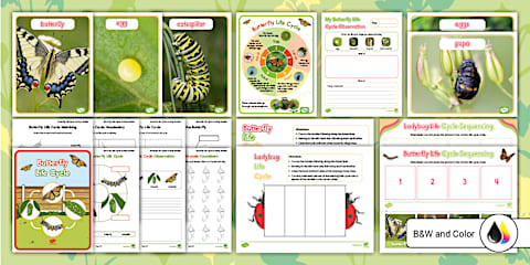 Life Cycle of a Butterfly Activity Pack for K-2nd Grade