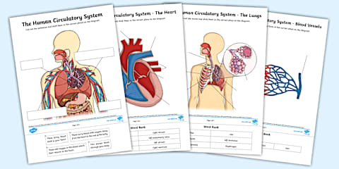 Circulatory System Organs Function Matching Game (Ages 9 - 11)