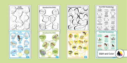 Food Chains and Food Webs PowerPoint