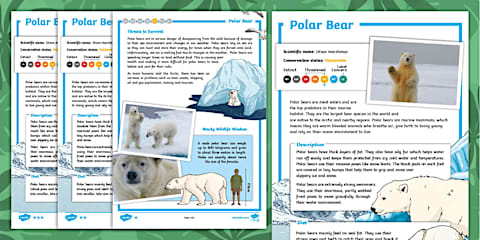 International Polar Bear Day Display Fact Poster for class