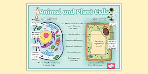 Plant and Animal Cells Worksheet