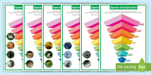 Animal Kingdom Classification Photo Display Poster