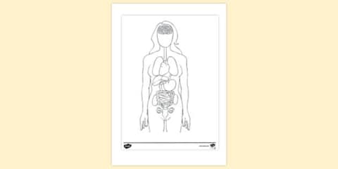 Human Organs and Their Function Mind Map