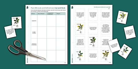 Plant Minerals and Deficiencies Worksheet