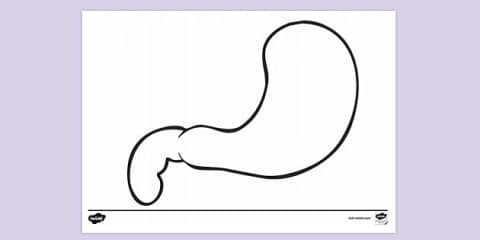 Liver Colouring Sheet